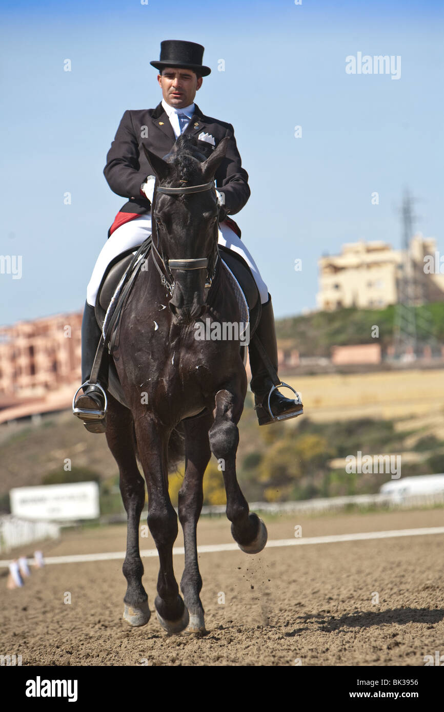 Purebred Spanish Horse Stock Photo - Alamy