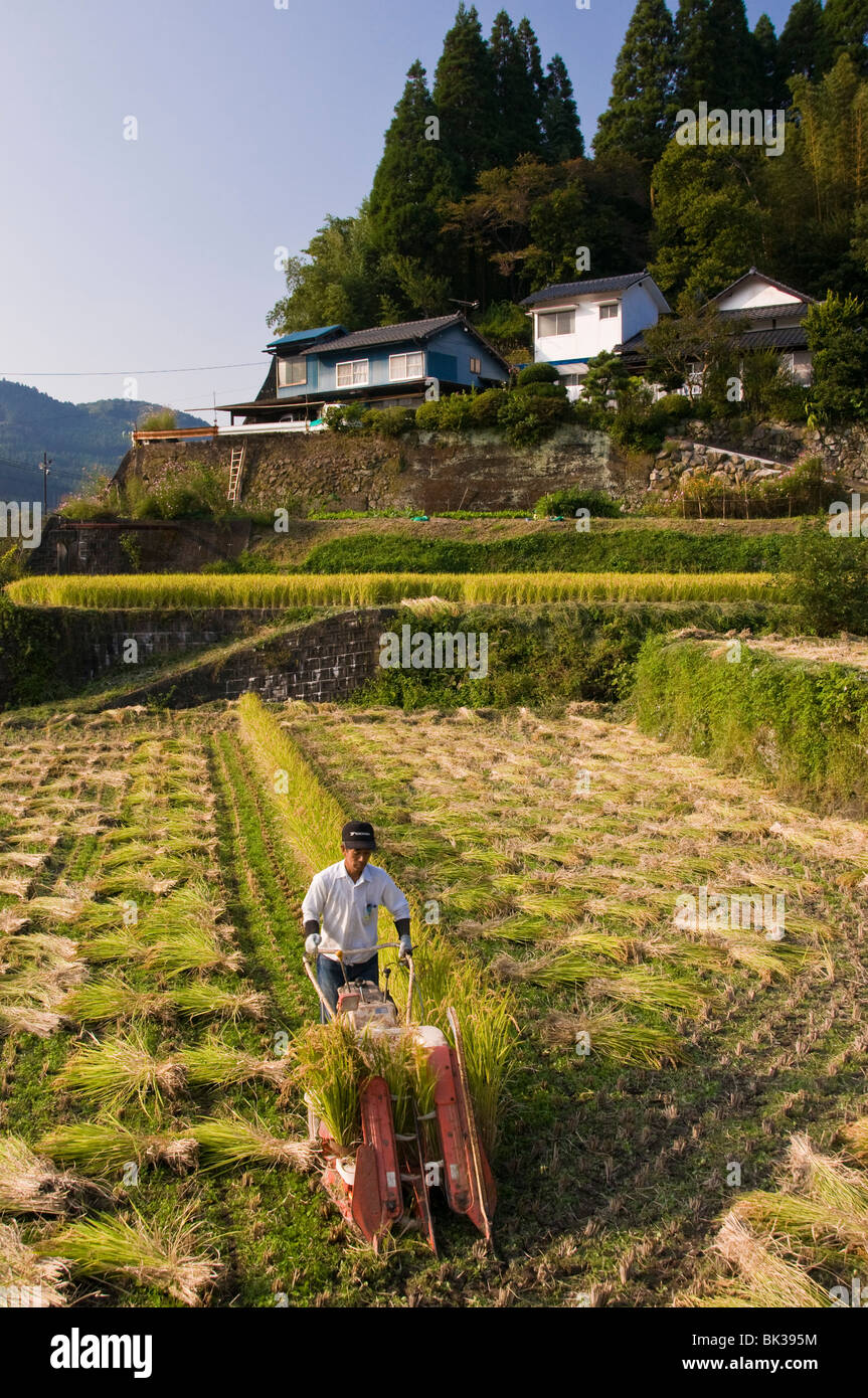 Man harvesting rice by machine in small terraced rice fields near Oita ...