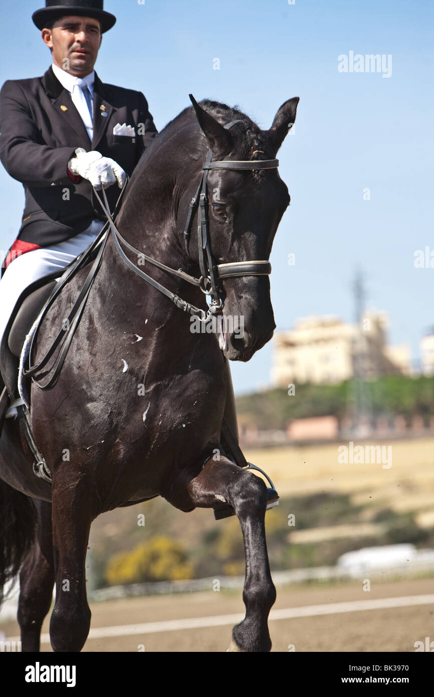 Purebred Spanish Horse Stock Photo - Alamy