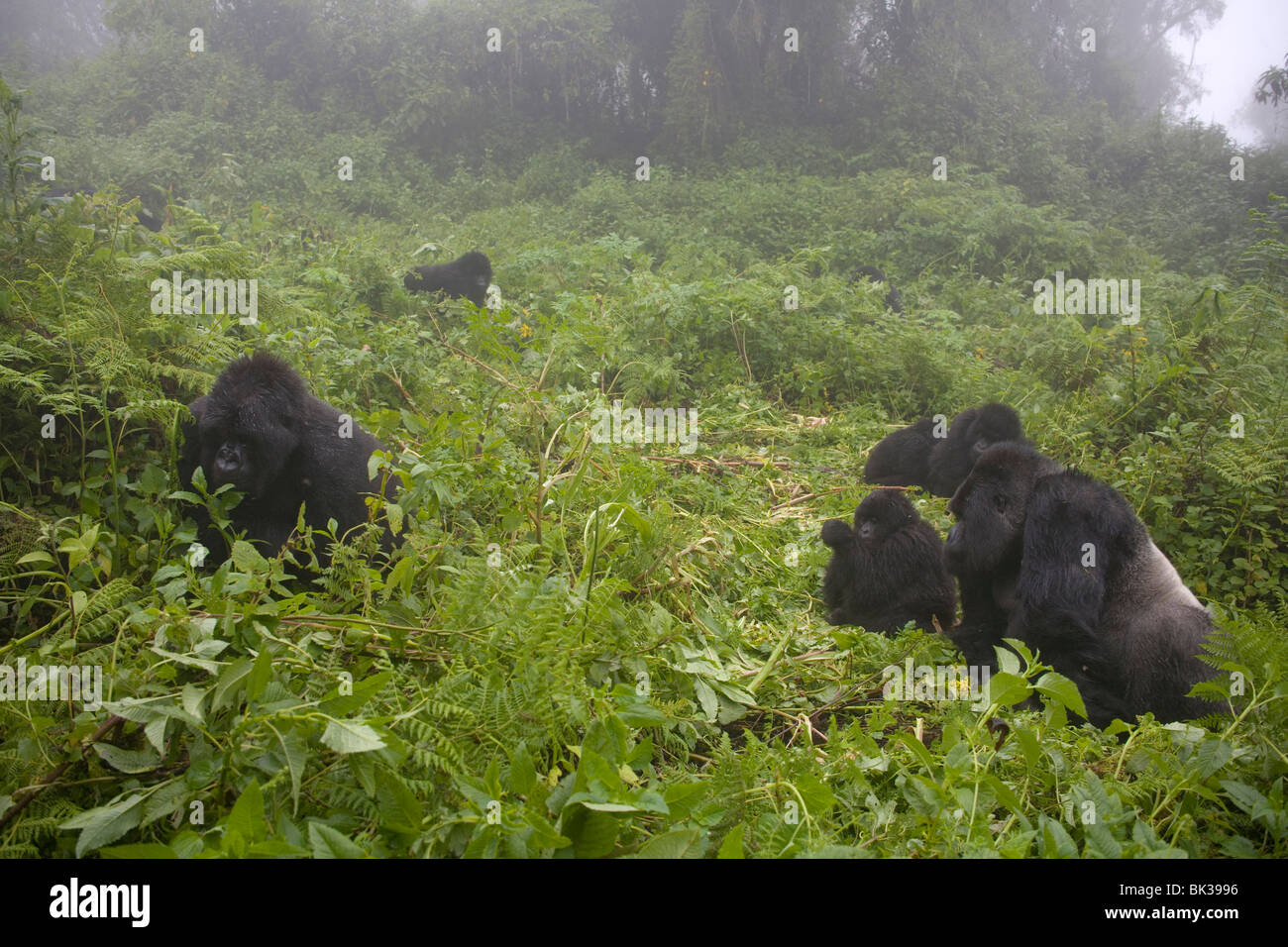 Karisimbi volcano hi-res stock photography and images - Alamy