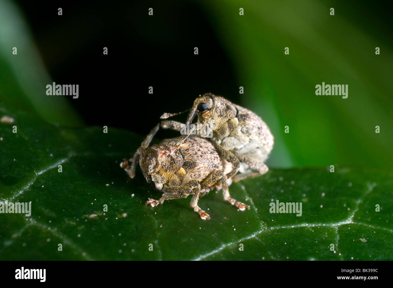 Reproduction in insects hi-res stock photography and images - Alamy