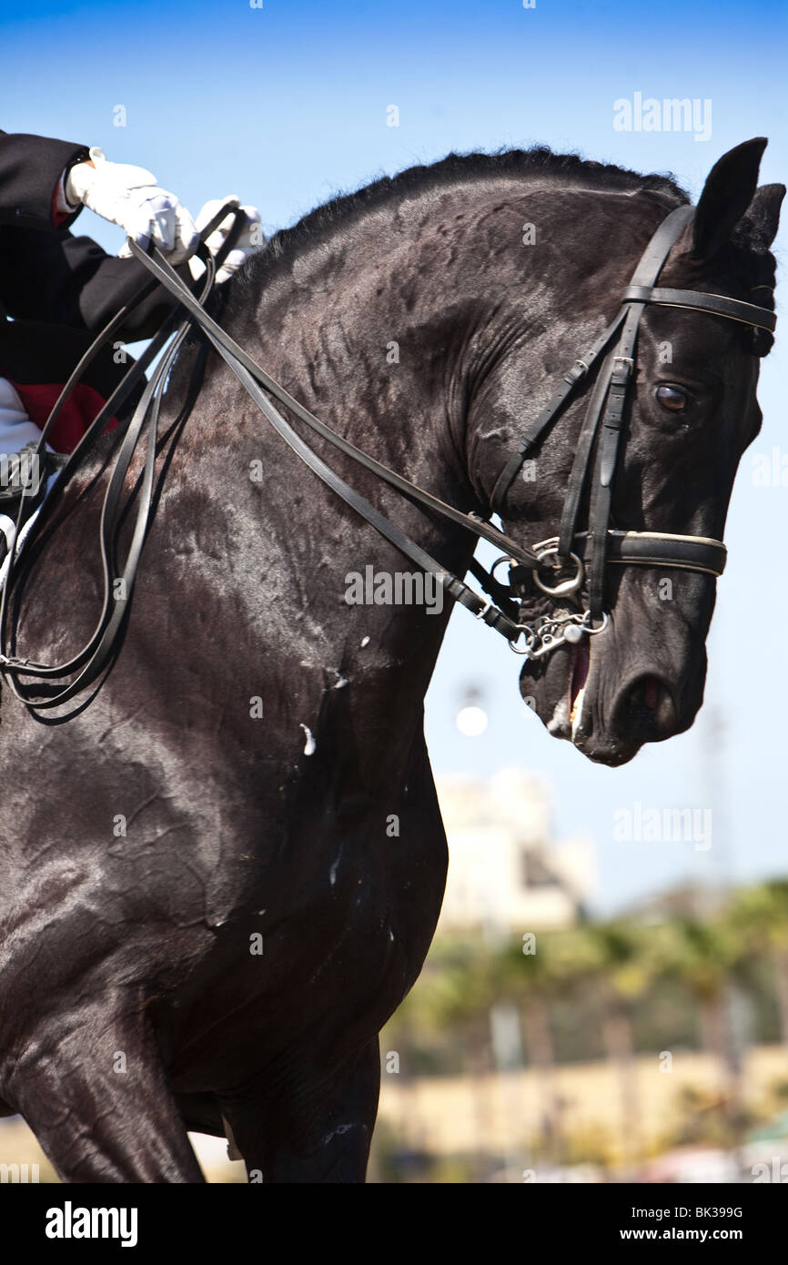 Spanish horse hi-res stock photography and images - Alamy