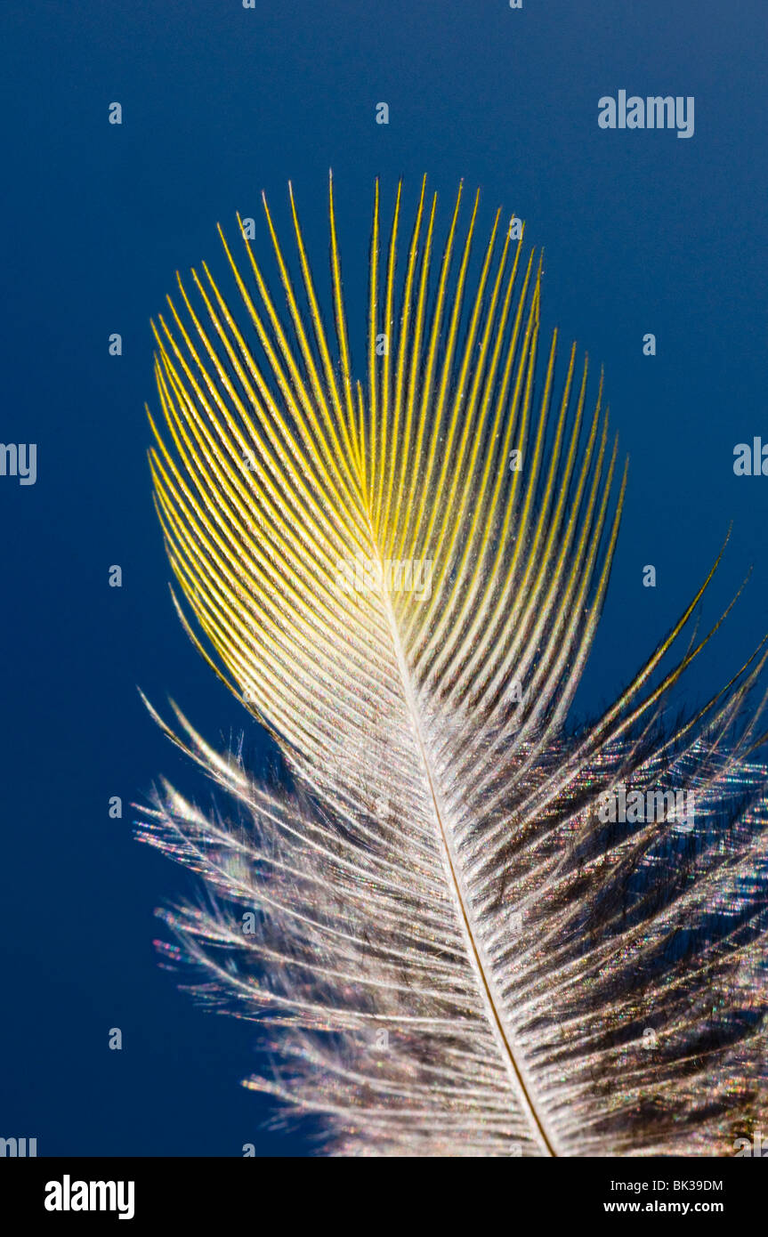 A single feather of The European Greenfinch, Carduelis chloris against ...