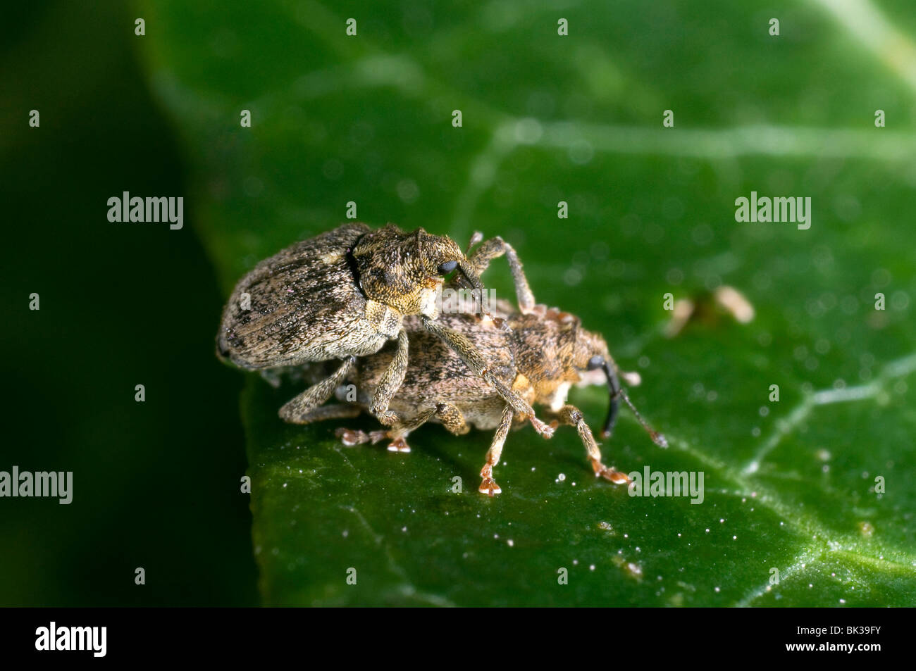 Mating brown leaf weevils hi-res stock photography and images - Alamy