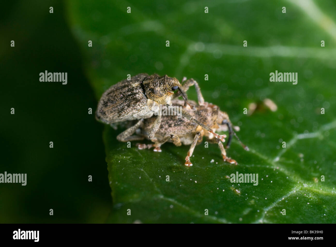 Reproduction in insects hi-res stock photography and images - Alamy