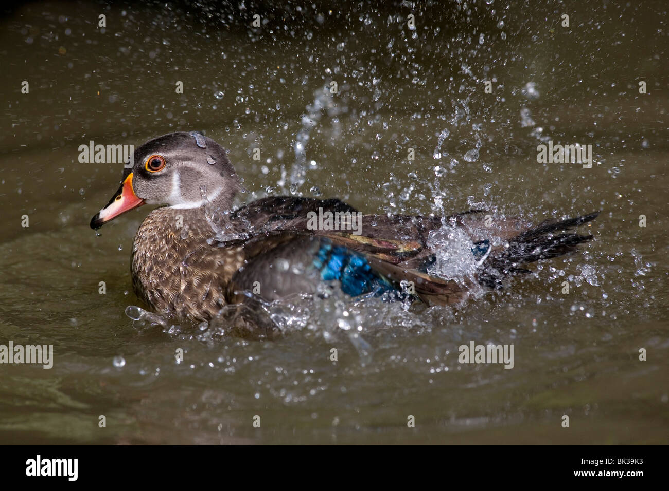 North American wood duck - carolina duck - in eclipse plumage Stock ...