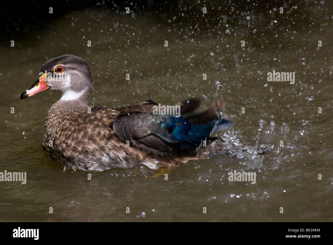 North American wood duck - carolina duck - in eclipse plumage Stock ...