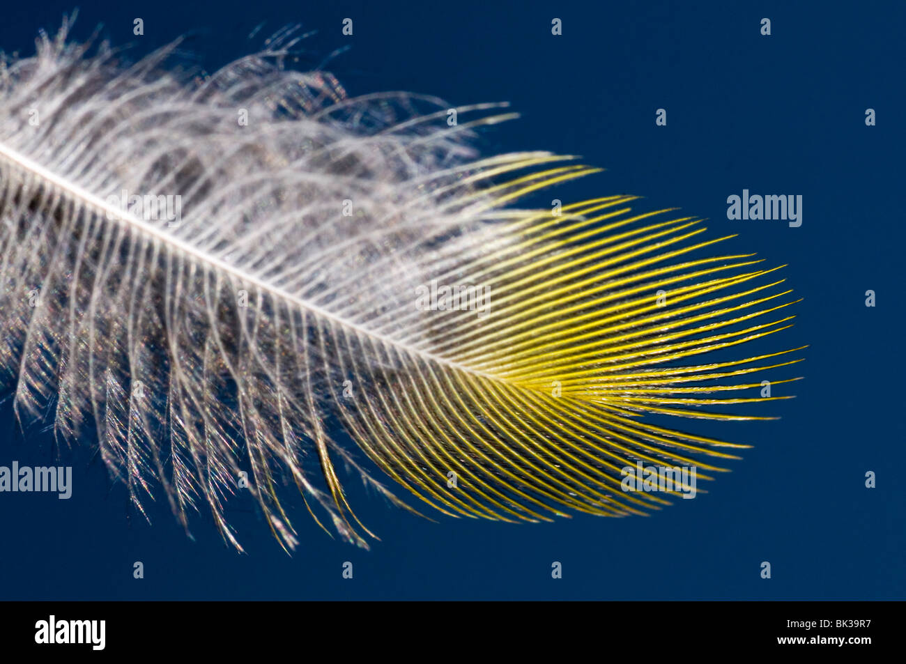 Passarene hi-res stock photography and images - Alamy