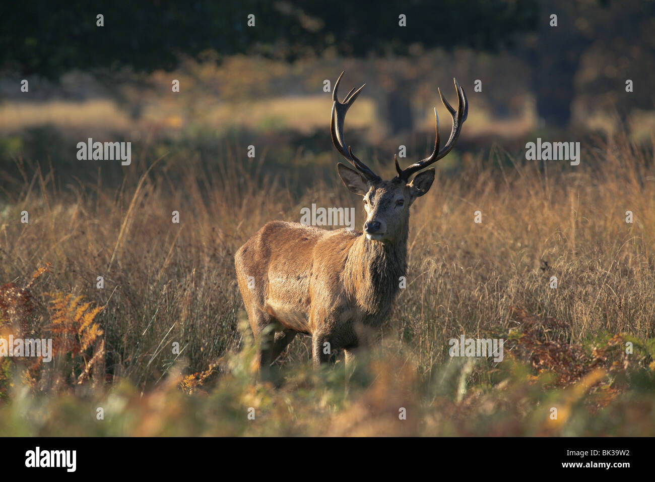 Stag facing you hi-res stock photography and images - Alamy