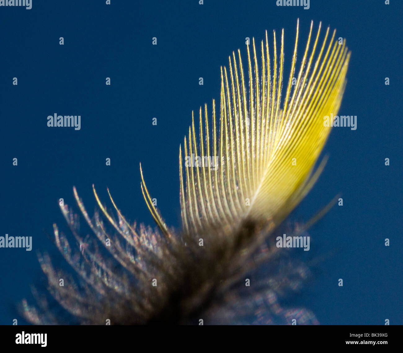 Passarene hi-res stock photography and images - Alamy