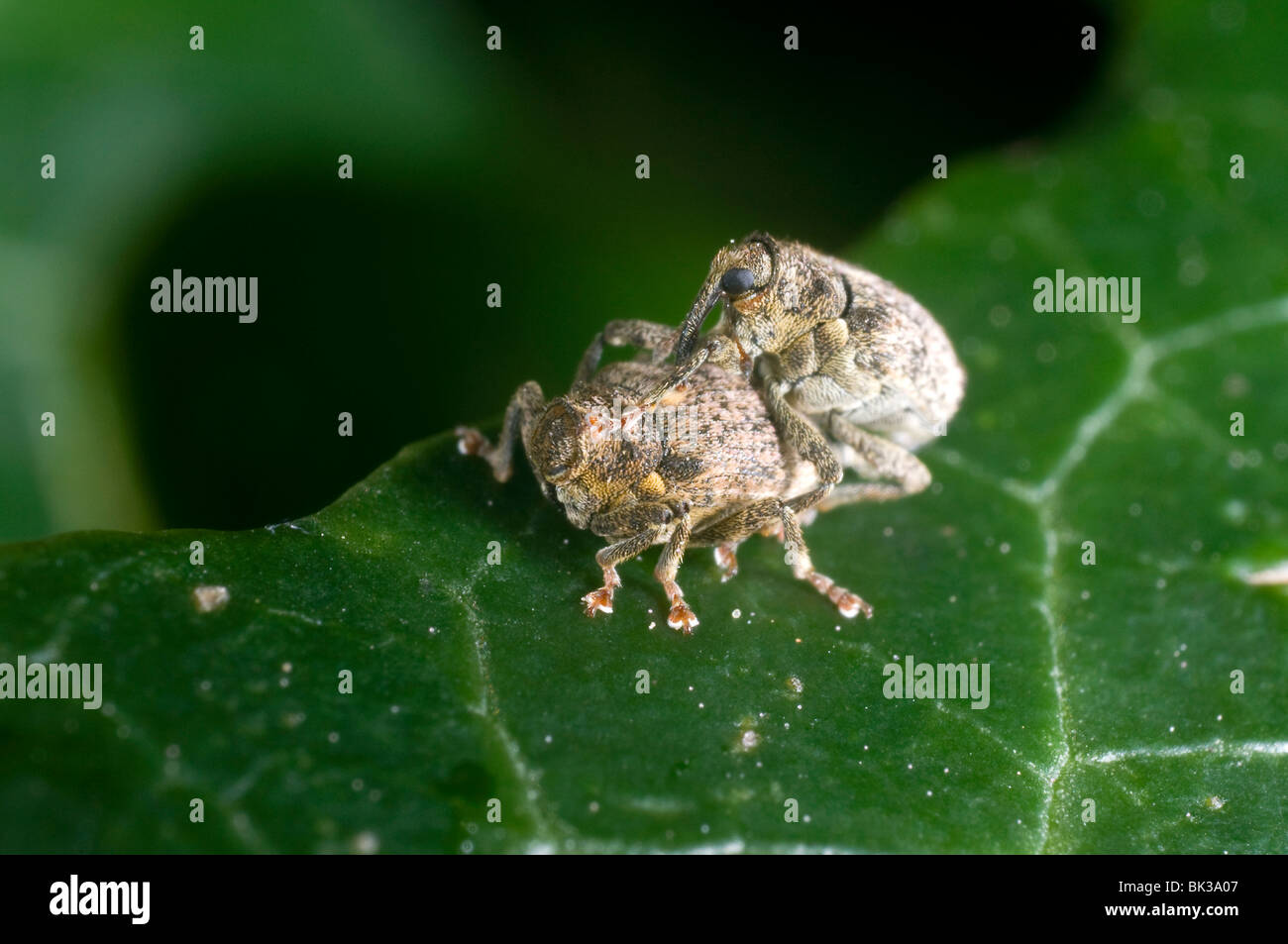 Mating brown leaf weevils hi-res stock photography and images - Alamy