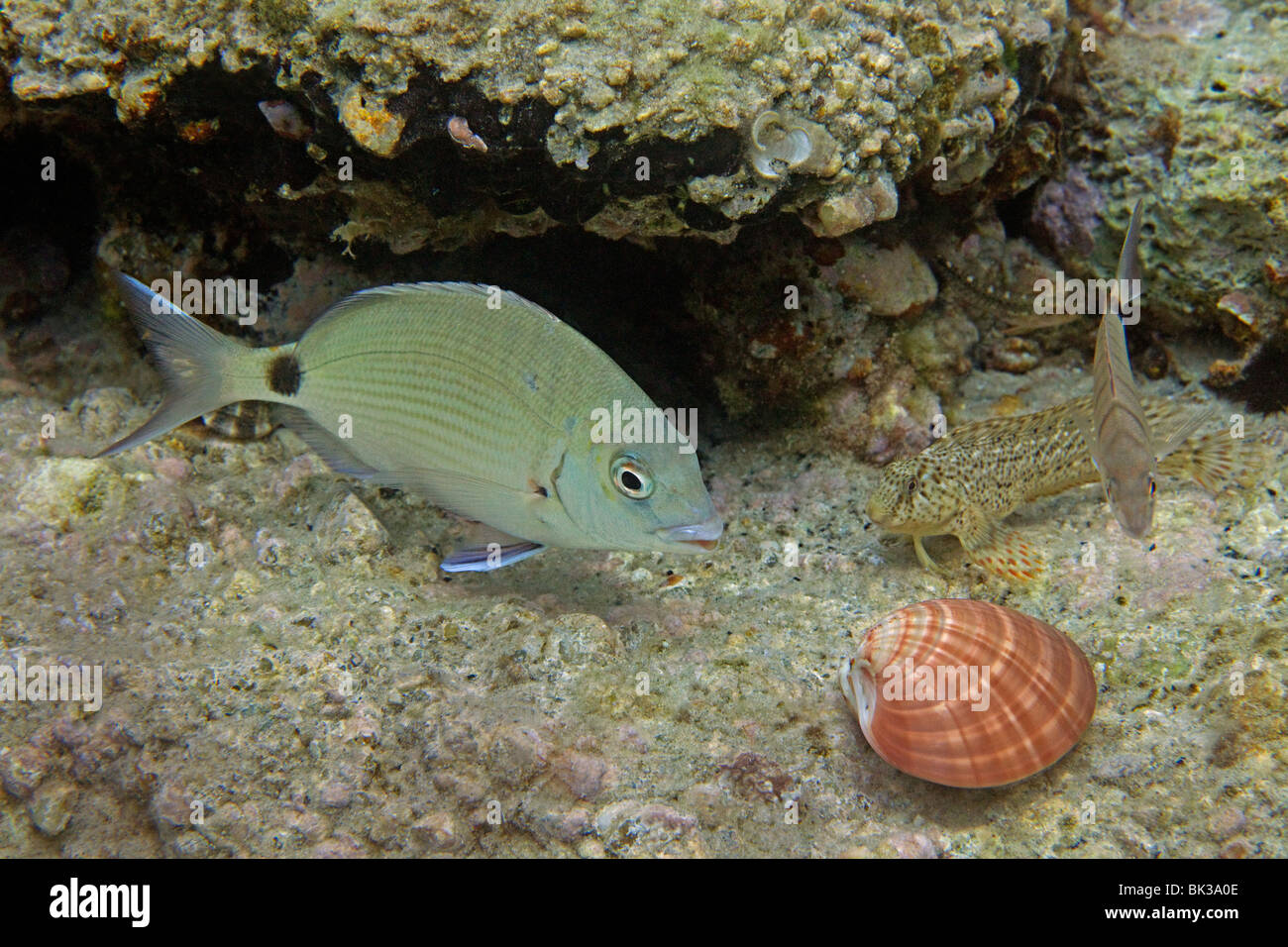 annular sea bream and a goby watching a cockle Stock Photo - Alamy