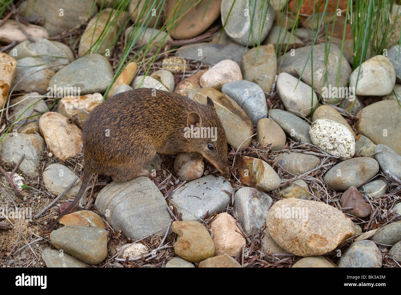 Southern Brown Bandicoot, (Isoodon obesulus), a nocturnal marsupial ...