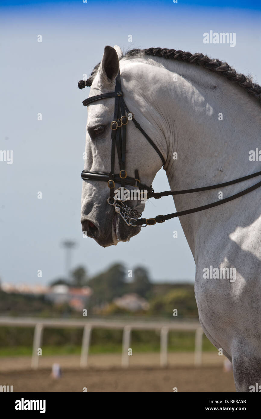Purebred Spanish Horse Stock Photo - Alamy