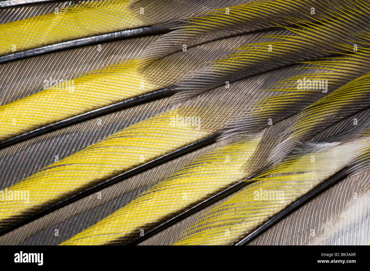 Primary flight feather hi-res stock photography and images - Alamy