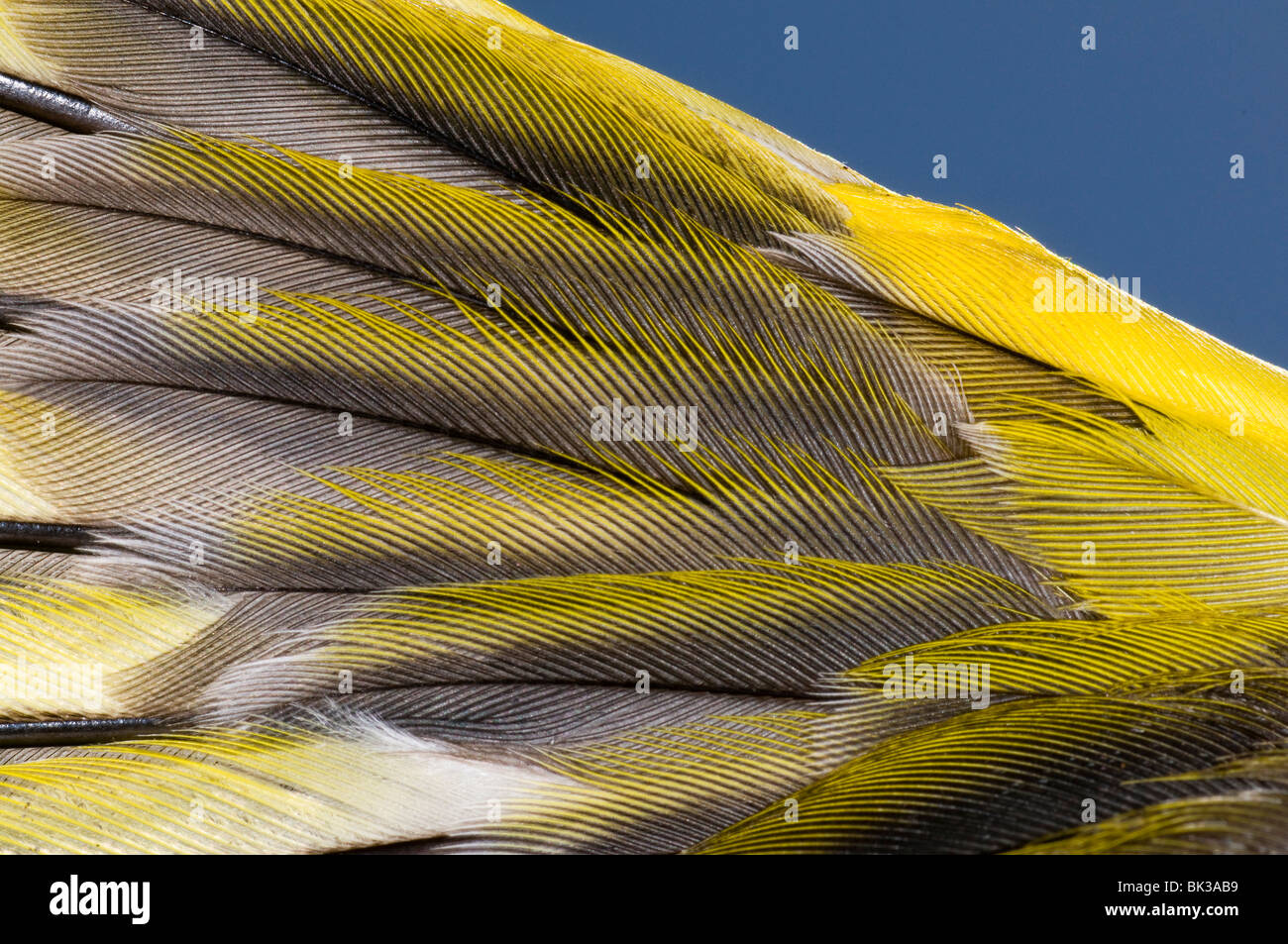 Wing feathers of the European Greenfinch, Carduelis chloris, close up ...