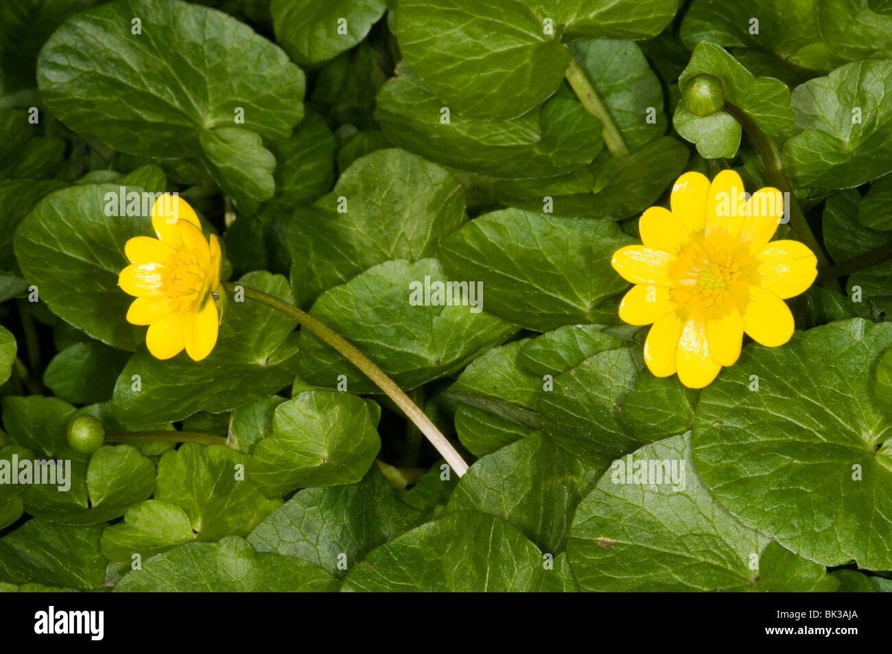 Lesser Celandine Ranunculus ficaria flowers Stock Photo - Alamy