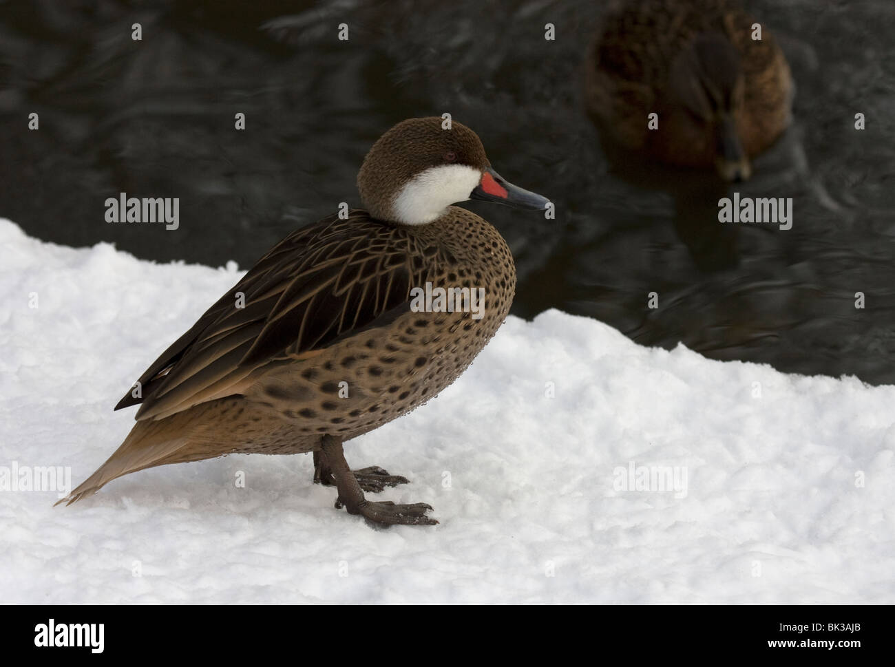 Bahama White-Cheeked Duck Stock Photo - Alamy