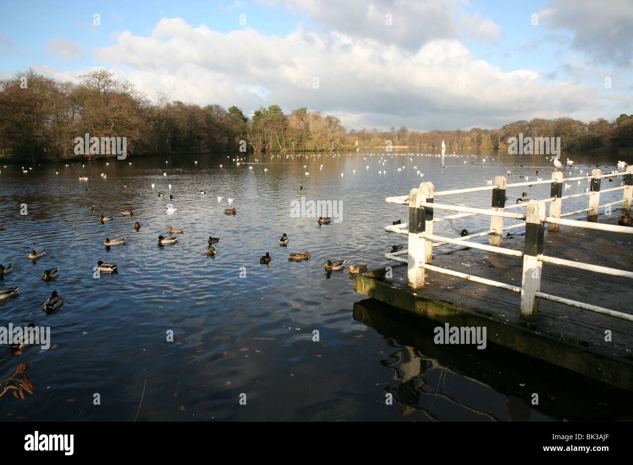 Ducks and swans at Redes Mere or Redesmere Pool, Cheshire, England, UK ...