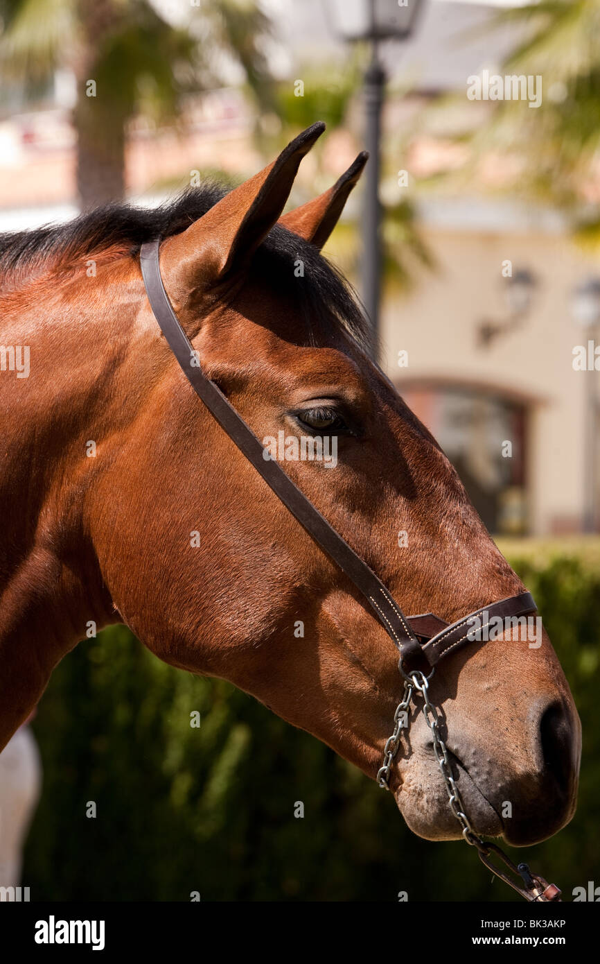 Pre race show hi-res stock photography and images - Alamy