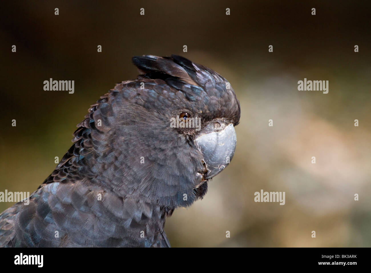 Red tailed black cockatoo hi-res stock photography and images - Alamy