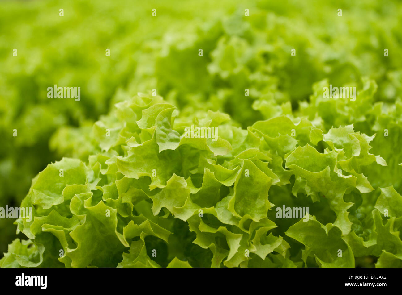 Lollo green lettuce hi-res stock photography and images - Alamy