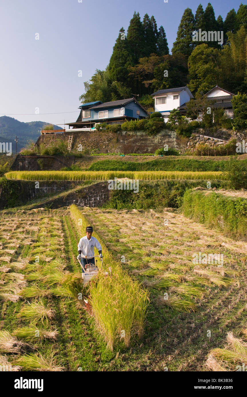 Man harvesting rice hi-res stock photography and images - Alamy