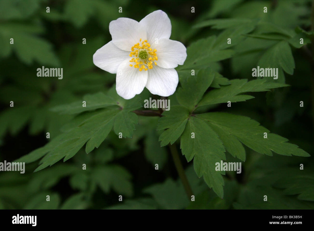 Wood anemone uk hi-res stock photography and images - Alamy