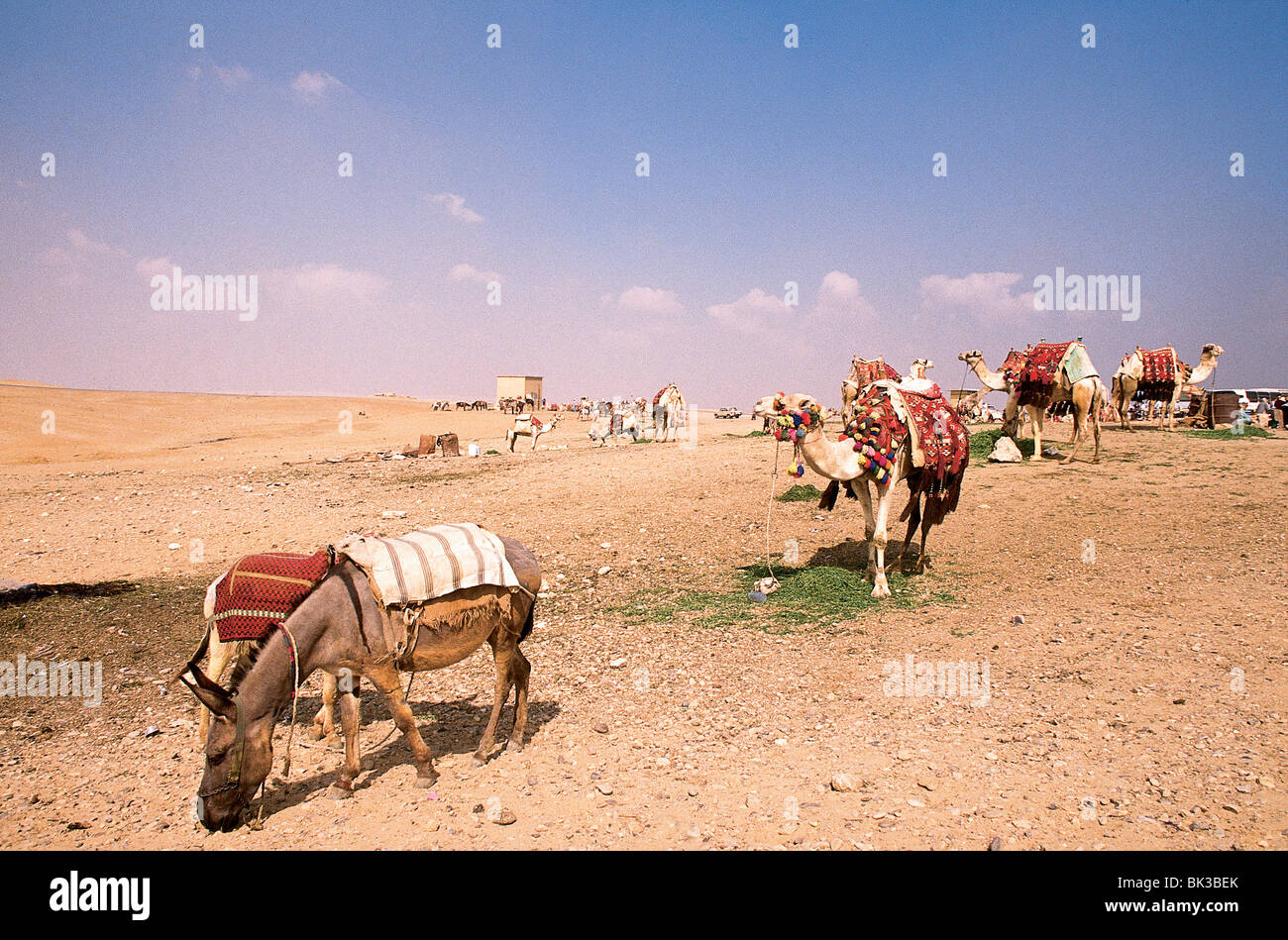 Donkey and Camels near Giza, Egypt Stock Photo - Alamy