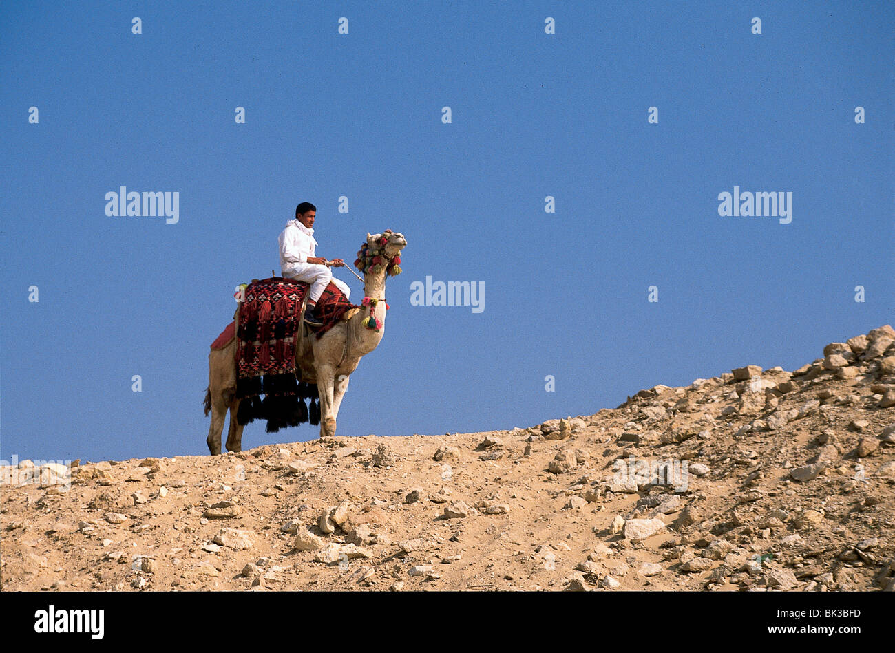 Camel and Rider near Giza, Egypt Stock Photo - Alamy
