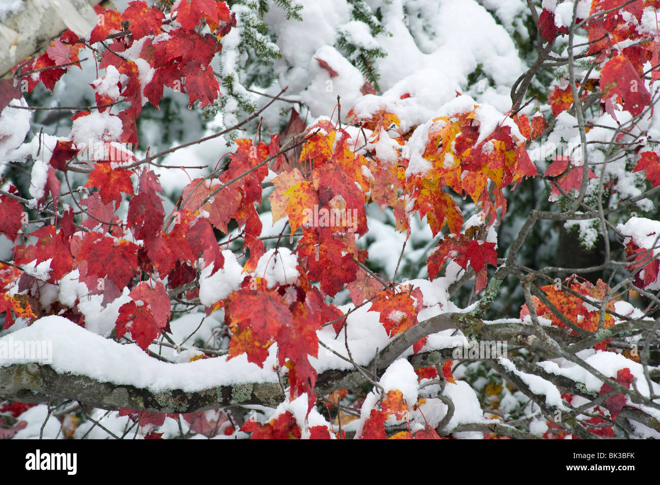 Red maples after an early snowfall in Vermont, New England, United ...