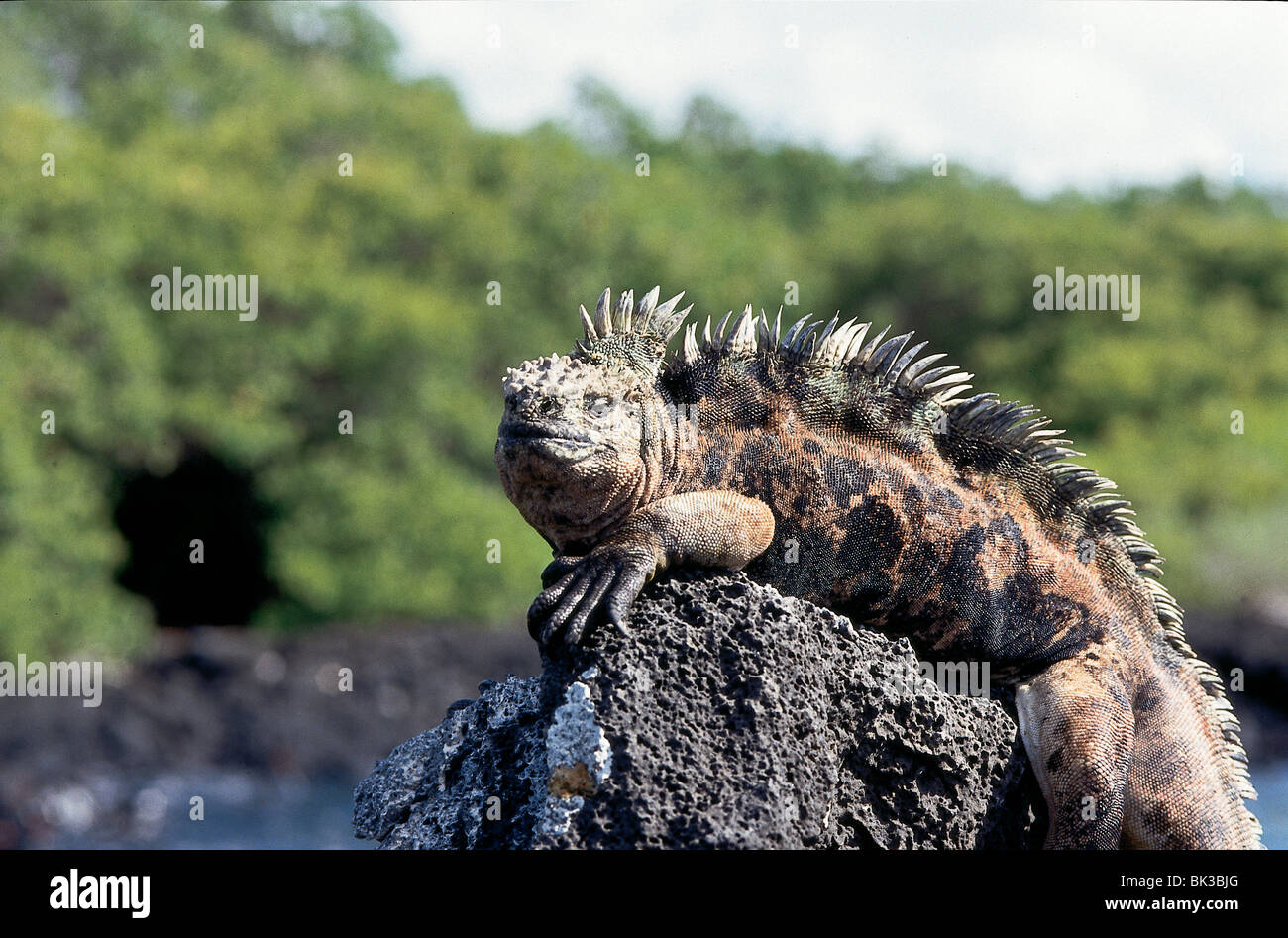 Marine Iguana, Galapagos Islands Stock Photo - Alamy