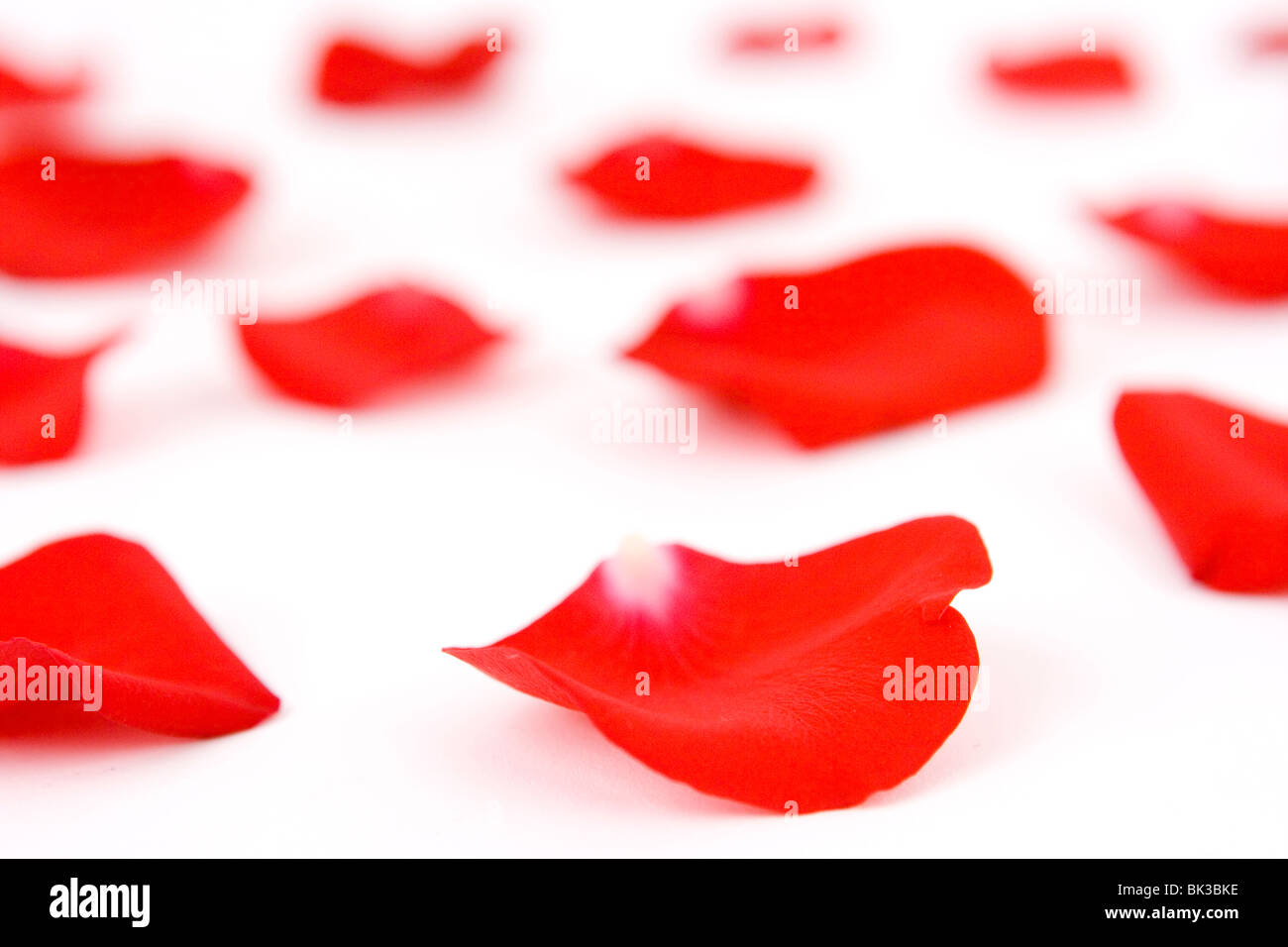 Red rose petals Stock Photo - Alamy