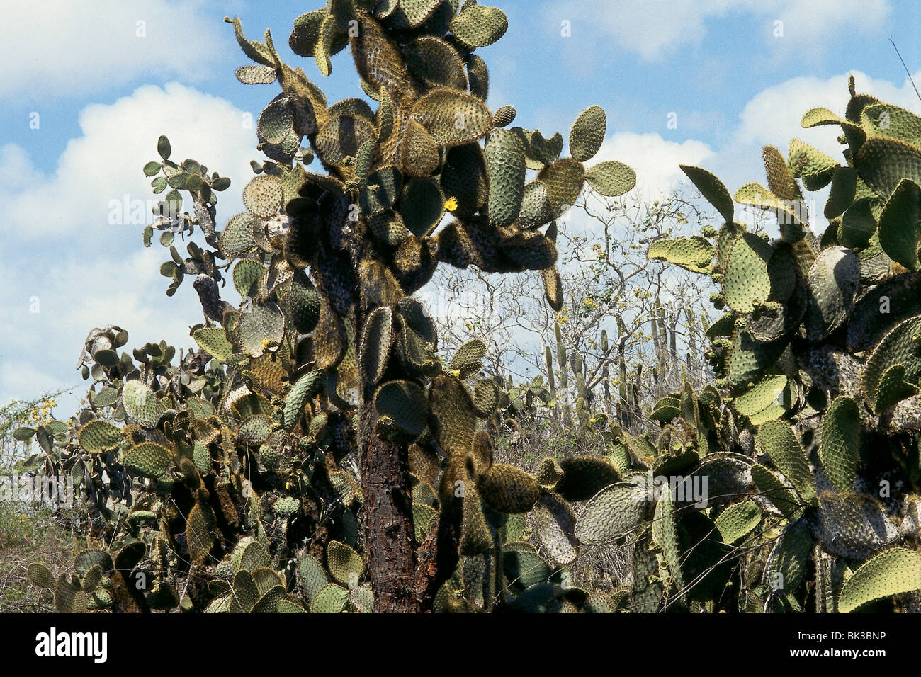 Opuntia (also known as Prickly Pear Cactus, Nopales, or Paddle Cactus ...