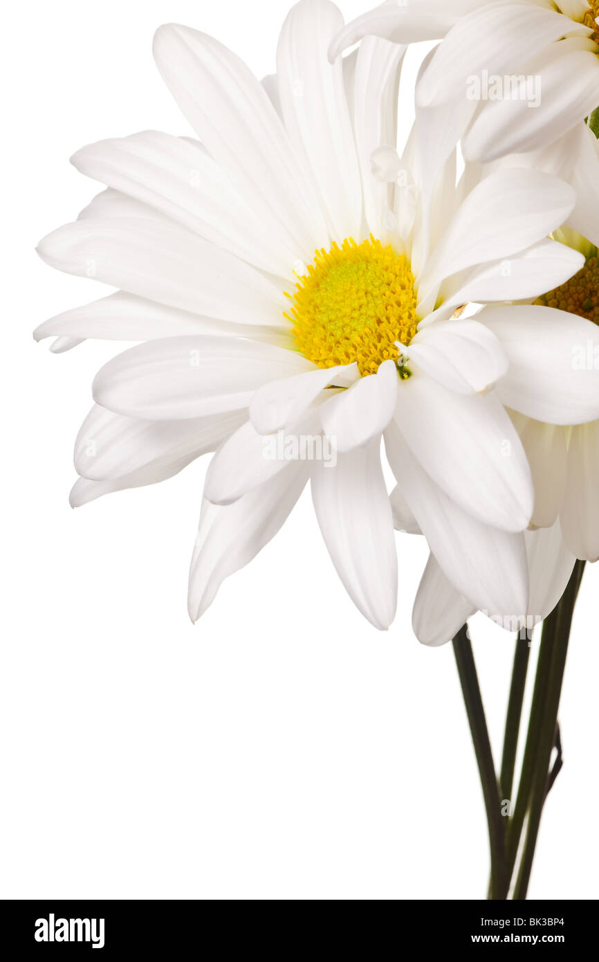 daisy isolated on a pure white background Stock Photo - Alamy