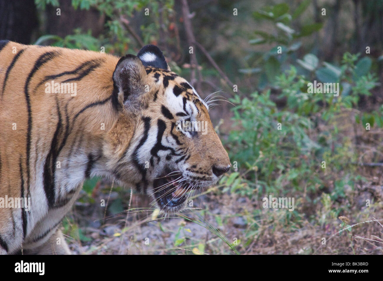 A Bengal Tiger, in Bandhavgarh, India Stock Photo - Alamy