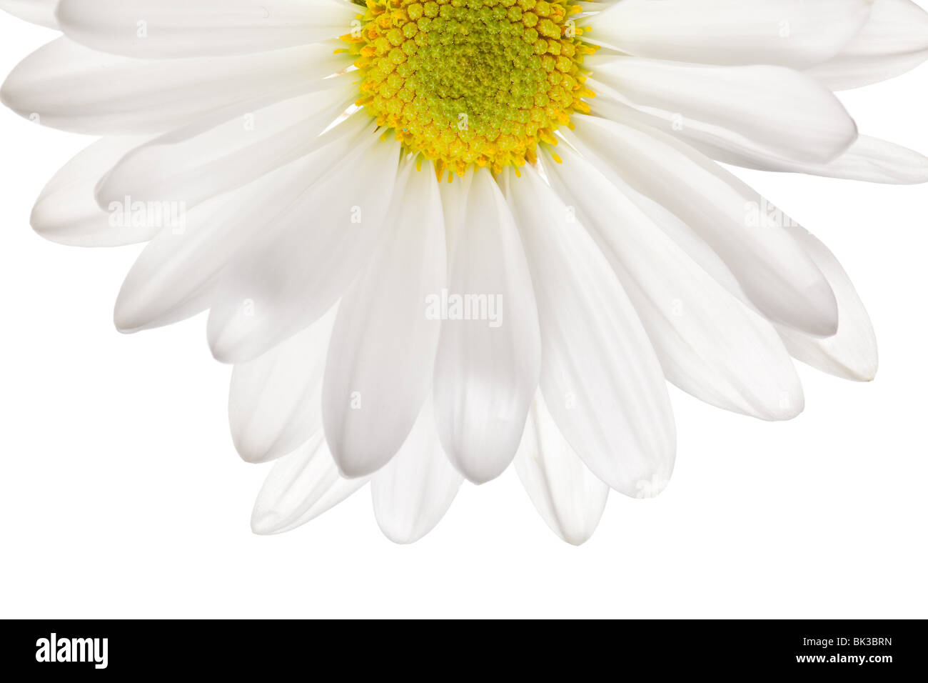 daisy isolated on a pure white background Stock Photo - Alamy