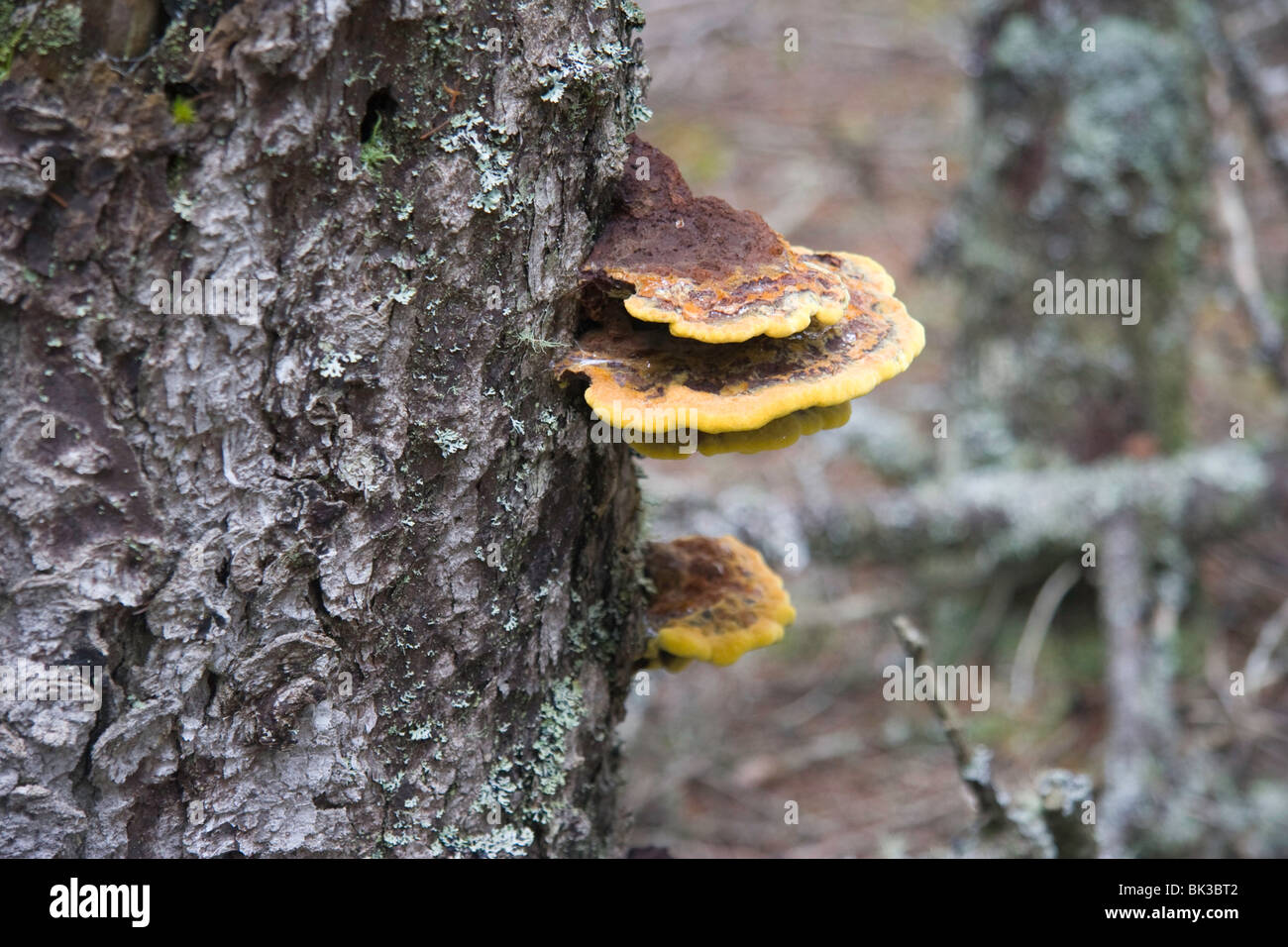Fungus on a tree in maine hi-res stock photography and images - Alamy