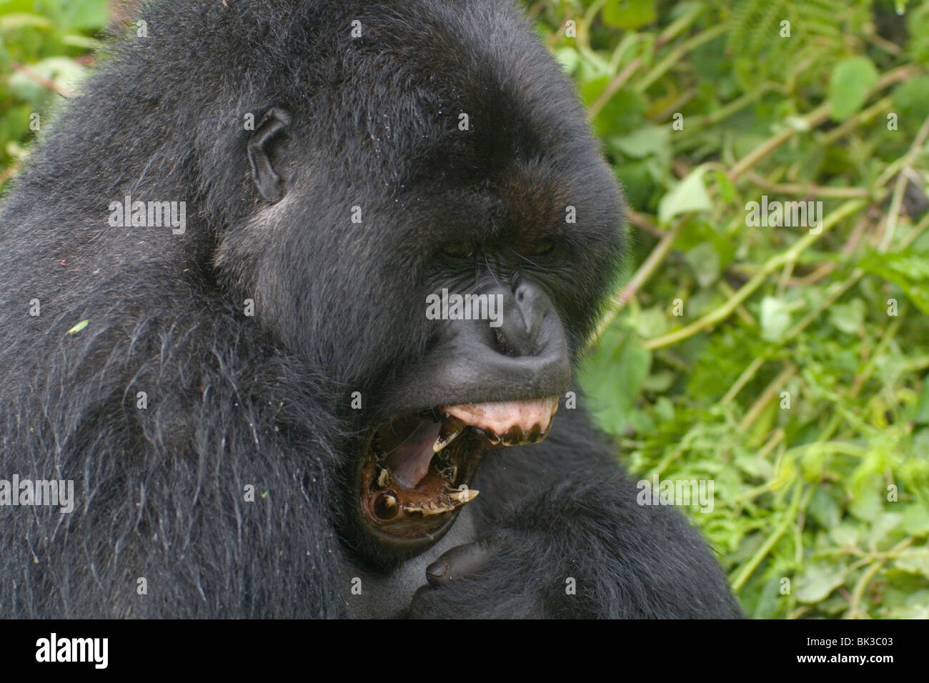 Karisimbi volcano hi-res stock photography and images - Alamy