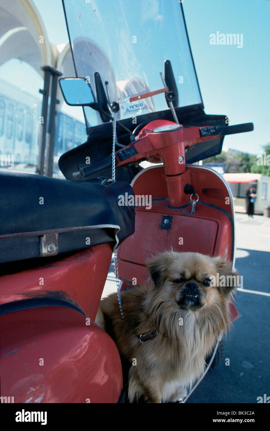 Athens dogs hi-res stock photography and images - Alamy