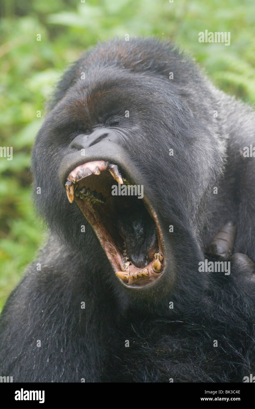 Roaring Silverback Gorilla