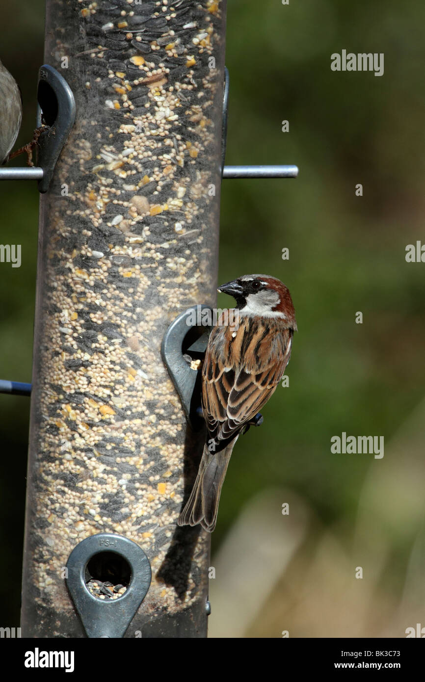 English sparrow bird hi-res stock photography and images - Alamy
