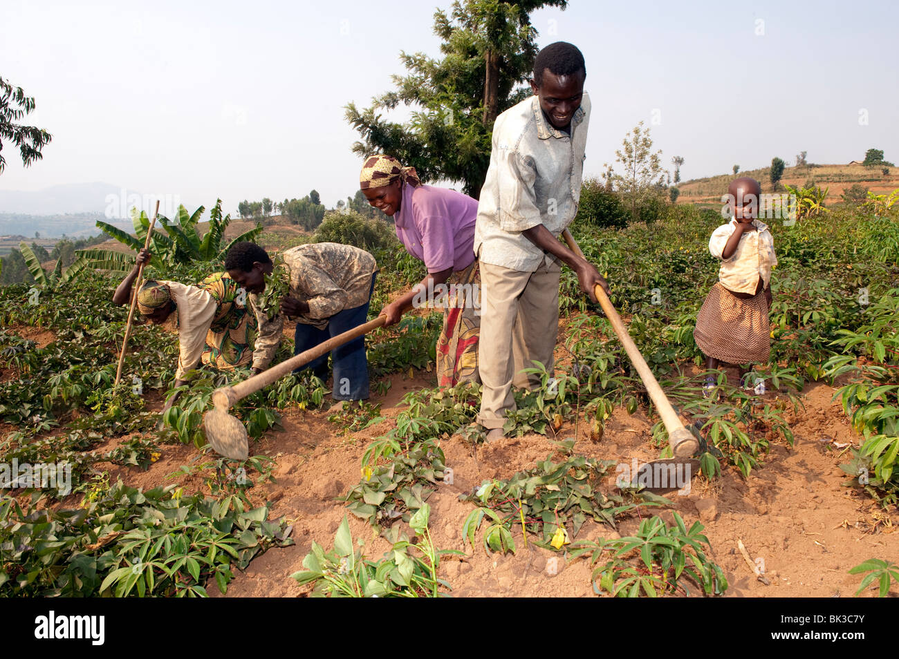 Family hoeing Cassava crops for weeds, Rwanda Stock Photo - Alamy