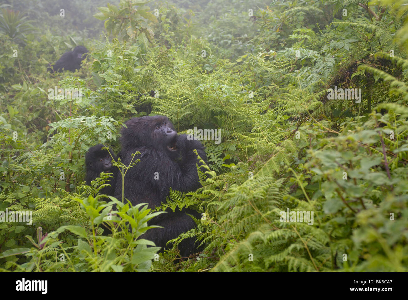 Mountain gorillas from Susa group on Karisimbi volcano, Virunga ...