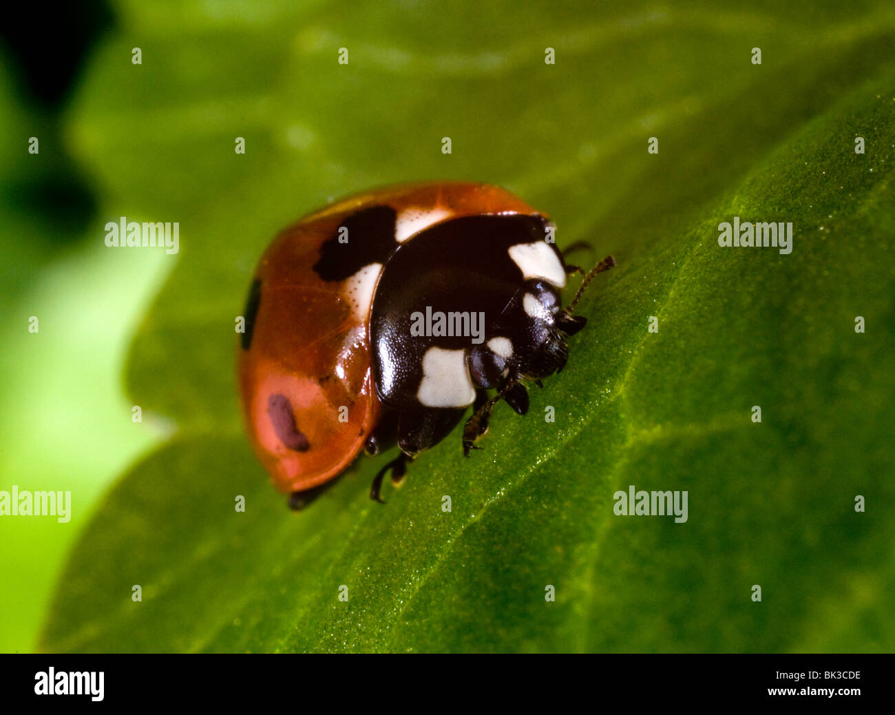 Bright coloured beetle hi-res stock photography and images - Alamy