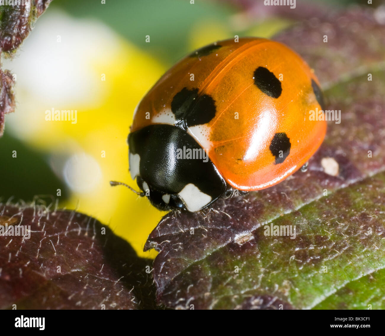 Bright coloured beetle hi-res stock photography and images - Alamy