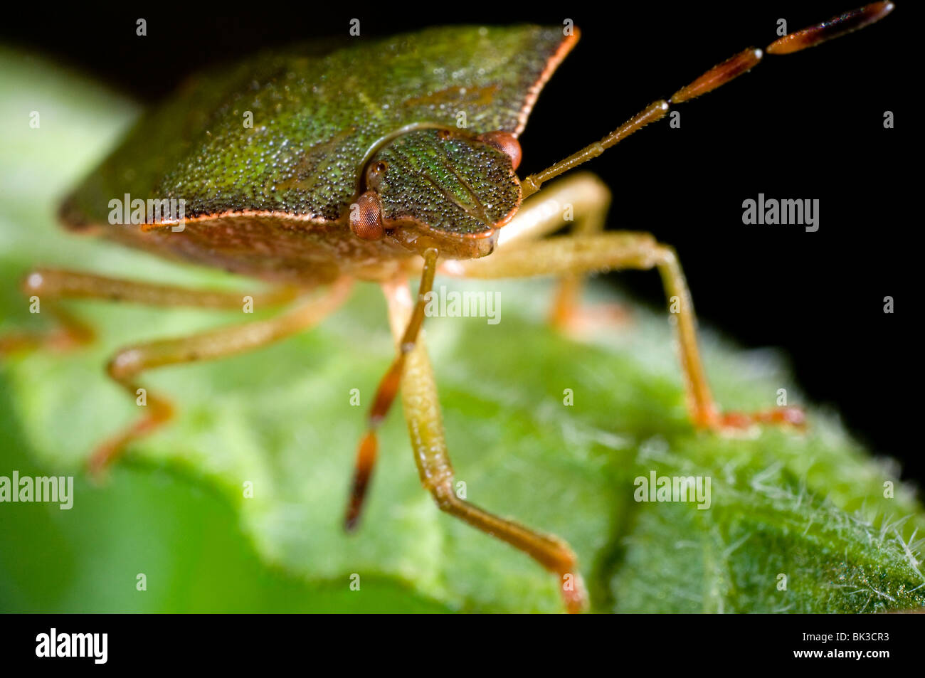 Green shieldbug on leaf. Palomina Prasina, Order Hemiptera sub order ...