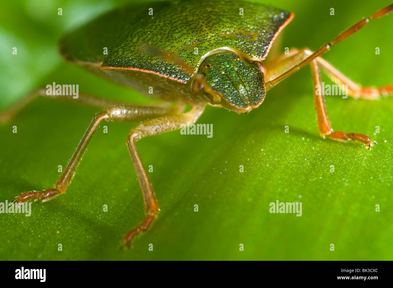 Green shieldbug on leaf. Palomina Prasina, Order Hemiptera sub order ...