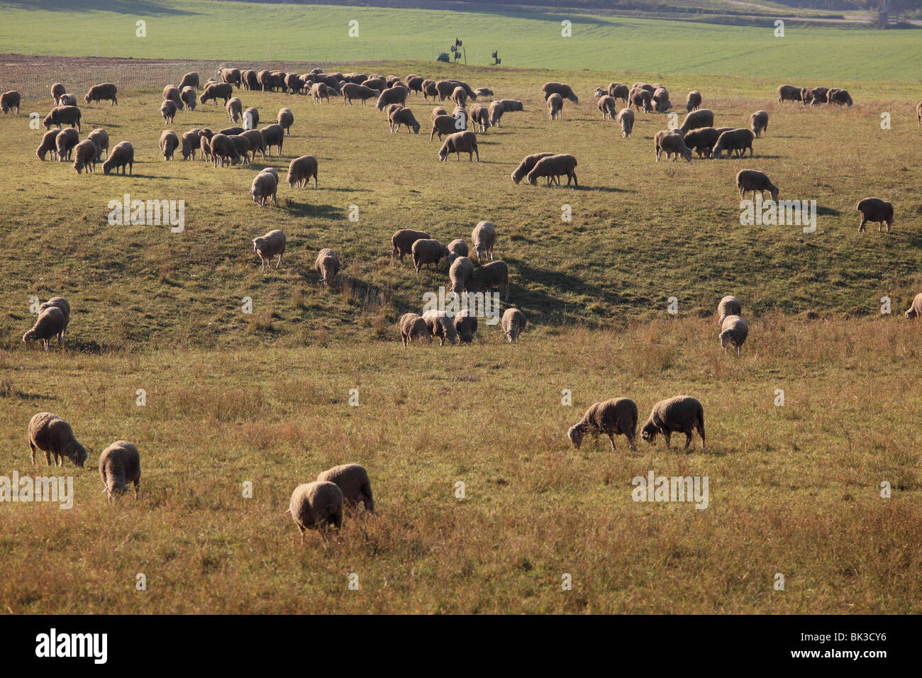 Transhumance provence hi-res stock photography and images - Alamy