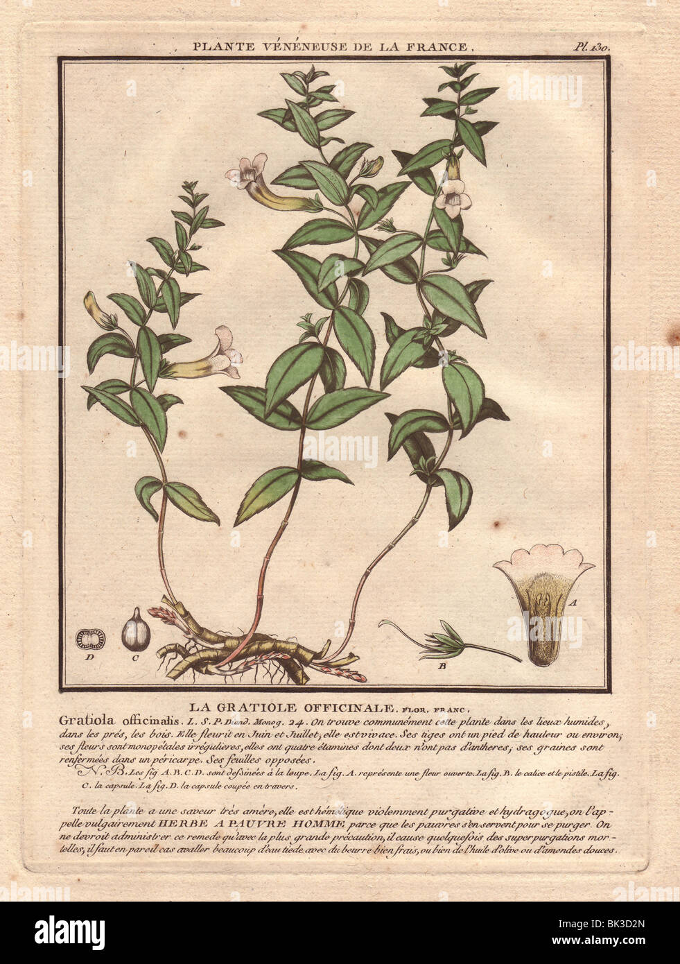 La gratiole officinale hi-res stock photography and images - Alamy